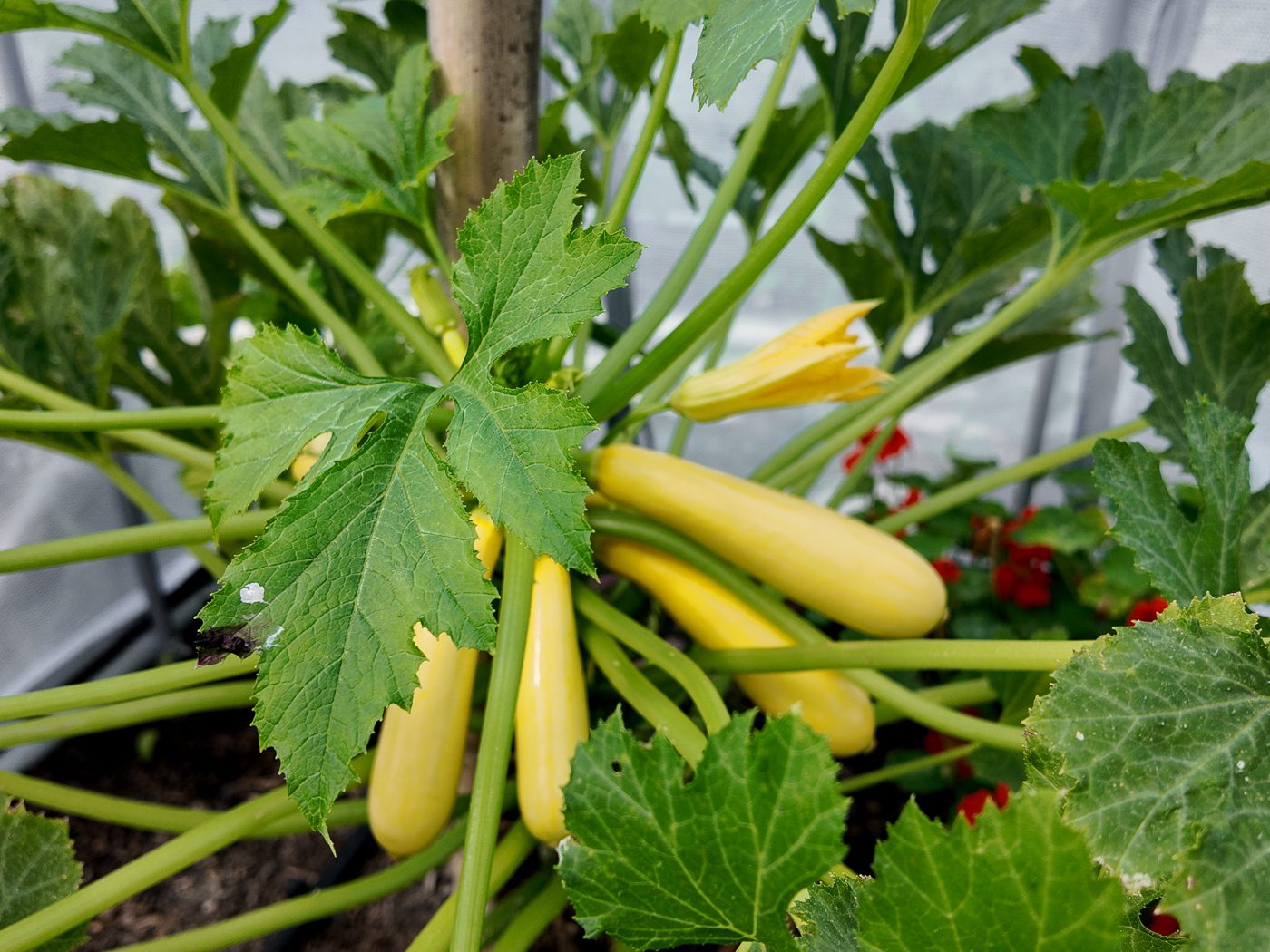How to hand pollinate squash (& other cucurbits)