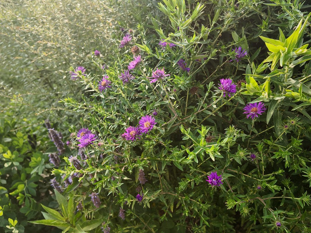 Late-blooming native plants I love in the garden